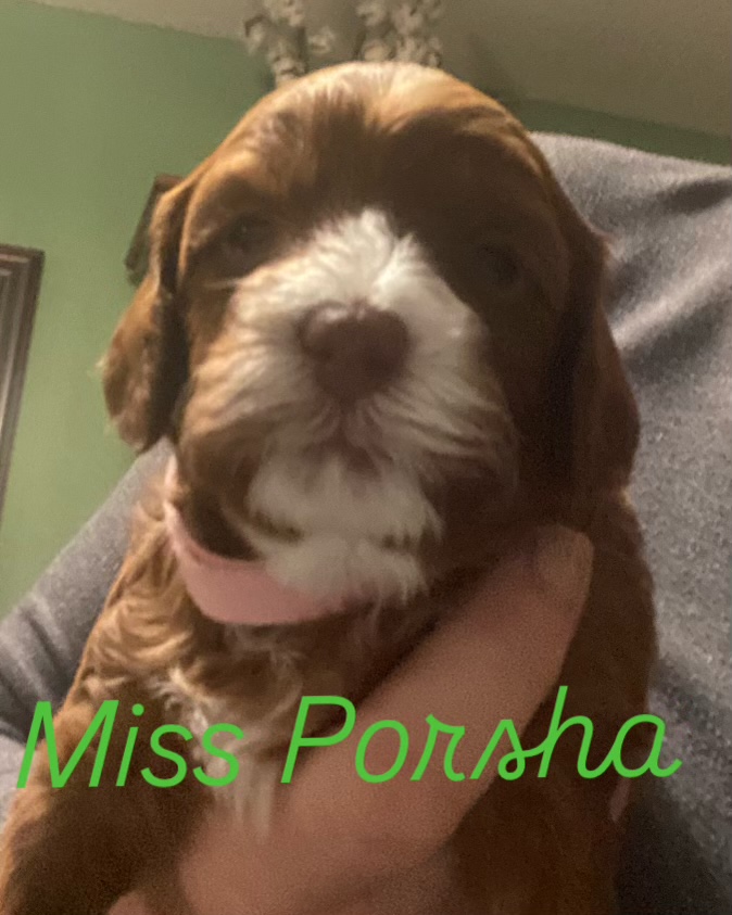 PUPPIES!! – Pawsh Puppies